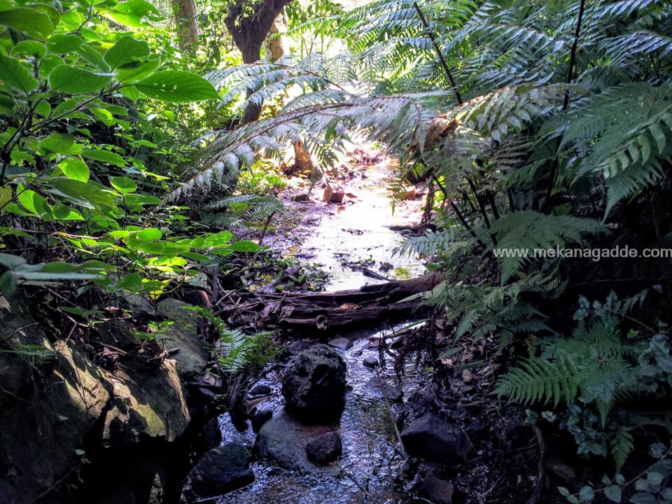 Best Chikmagalur Homestay | Sakleshpur Gallery | Mekanagadde